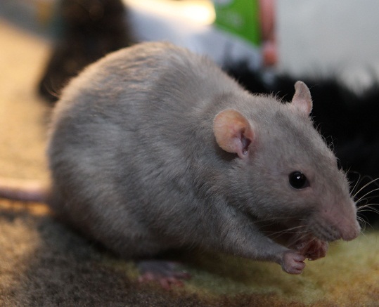The Rat Cave